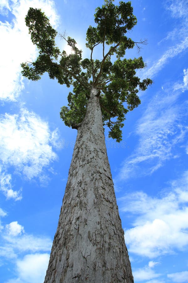 Big tree stock image. Image of sunlight, summer, large - 59572219