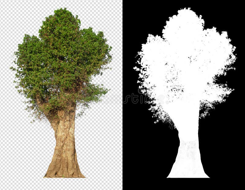 Big Tree with Small Branch and Leaves on Transparent Picture Background ...