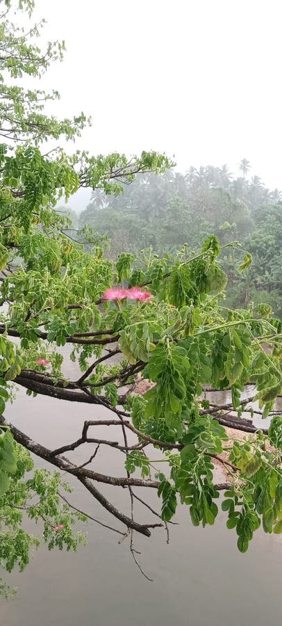 Big Tree of Small Flower of Natural Stock Image - Image of flower, tree ...