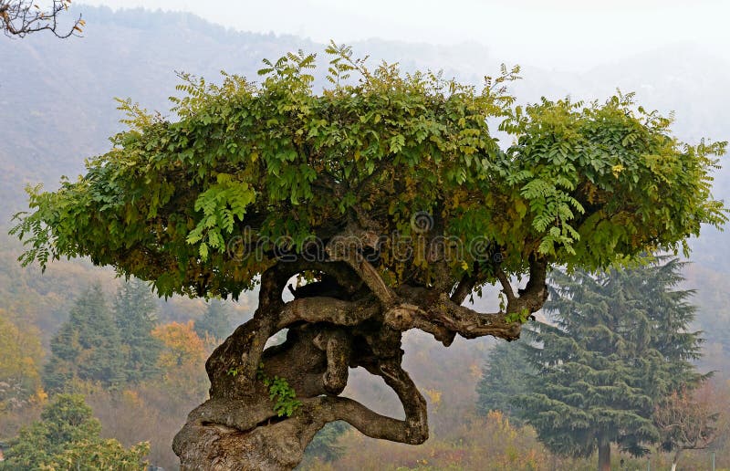 Big Tree Small Size in Srinagar Kashmir Stock Photo - Image of canary ...