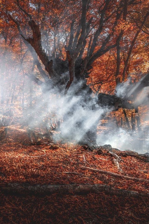Big Tree in Smoke. Autumn Forest Stock Image - Image of asia, country ...