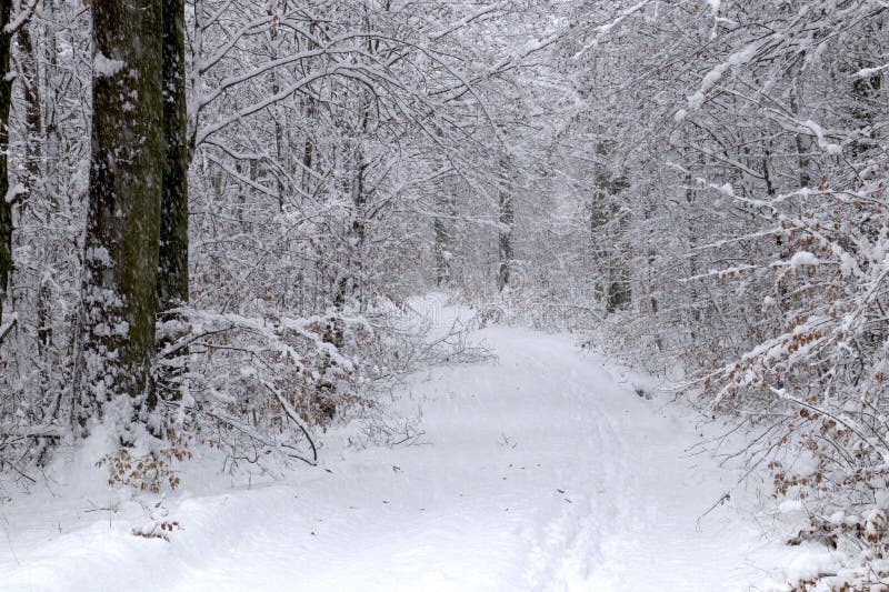 Big Tree and Snow in the Forest so Lovely Stock Photo - Image of ...