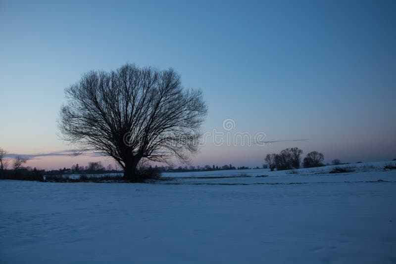 Big tree on a snowy field stock image. Image of nature - 142306175