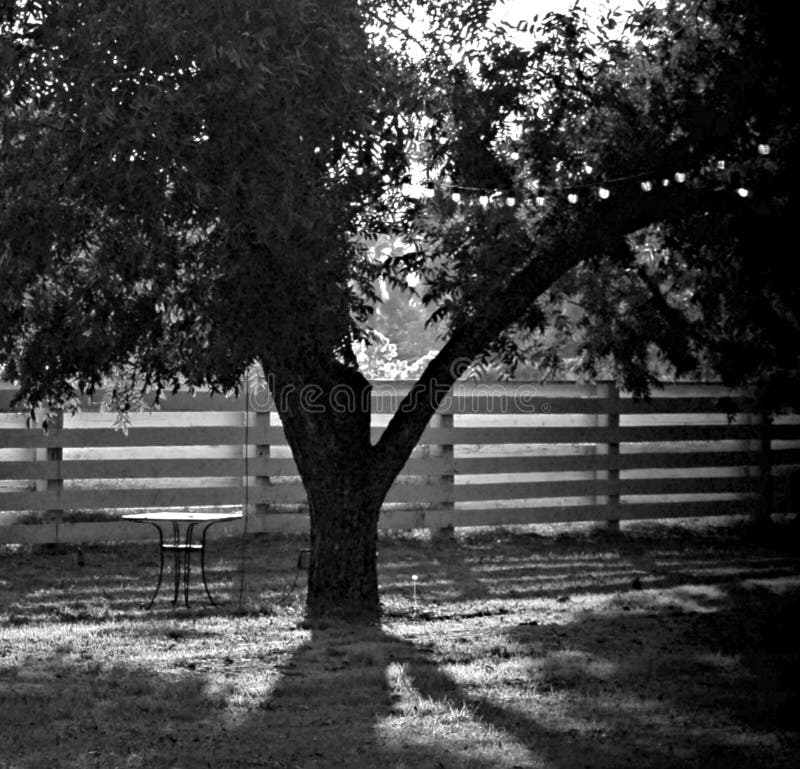 Big Tree by Split Rail Fence in Black and White Stock Photo - Image of ...