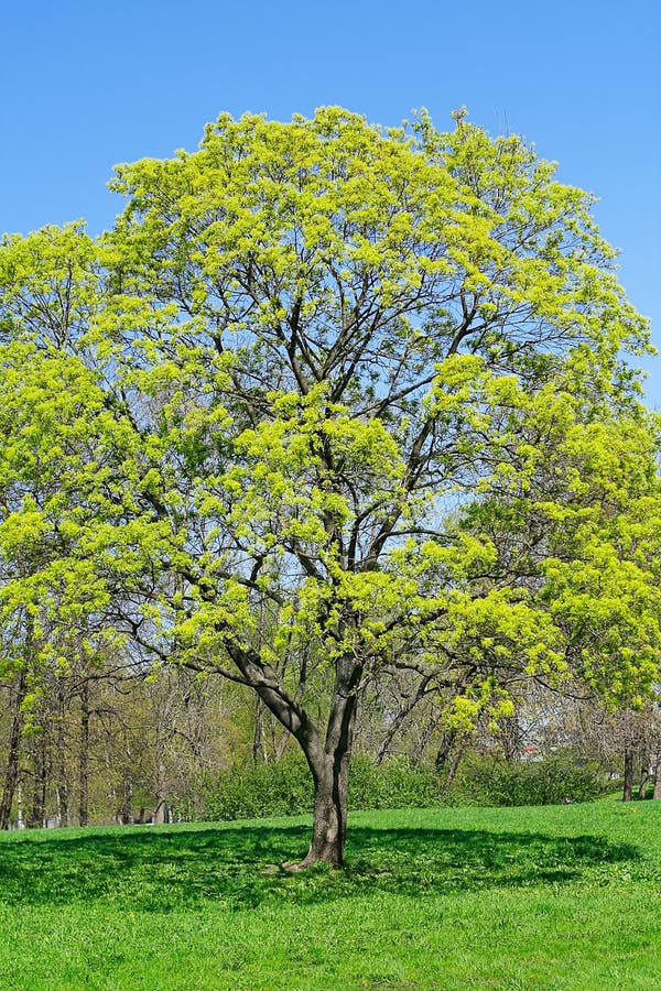 Big tree in spring stock photo. Image of scenery, vertical - 37123110