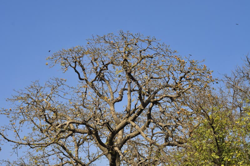 A Big Tree in the Spring Season Stock Image - Image of fresh, bird ...