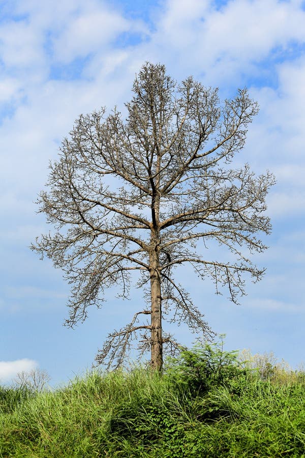 Big Tree stock photo. Image of light, blue, color, cloudscape - 34090092