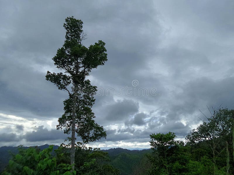 Big Tree Stand Under Black Cloud Stock Photos - Free & Royalty-Free ...