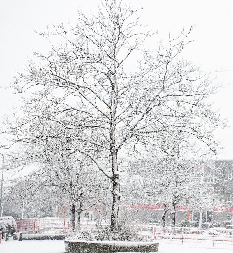 A Big Tree Standing in Frozen Winter Weather with Snow Covered Stock ...