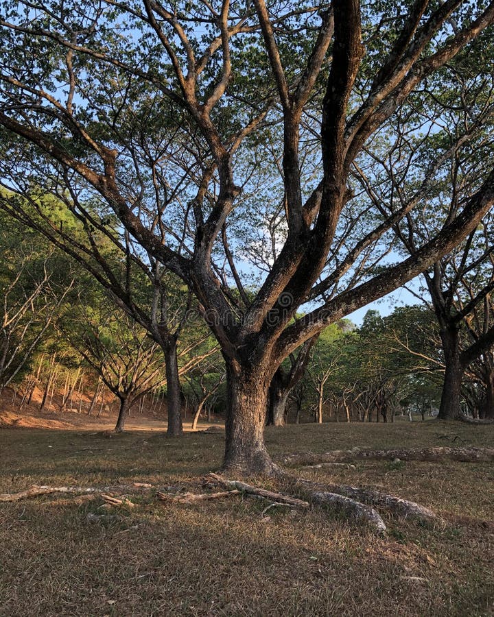 Big Tree Standing at Park during Sunset Stock Photo - Image of stalk ...