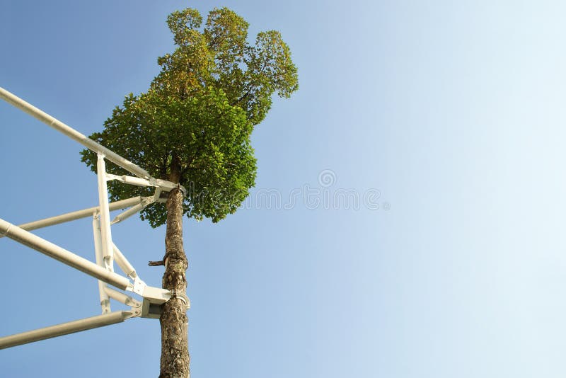 Big Tree with Steel Bracing Supporter on Blue Sky Background Stock ...