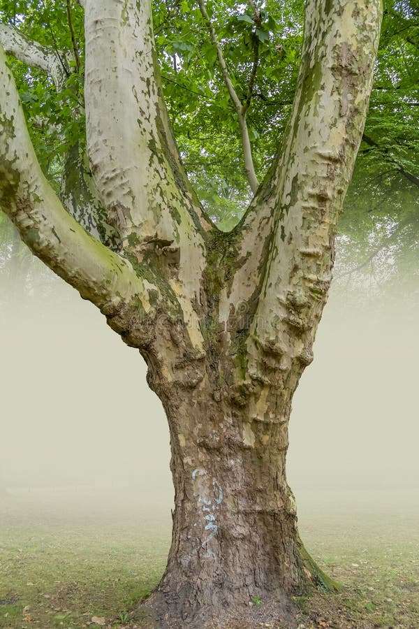 Big Tree Stem in Foggy Back Stock Image - Image of wood, tree: 167571347