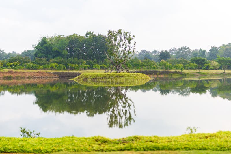 Big Tree on Still Water Pond with Water Reflection Stock Image - Image ...
