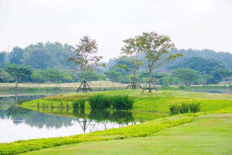 Big Tree on Still Water Pond with Water Reflection Stock Image - Image ...