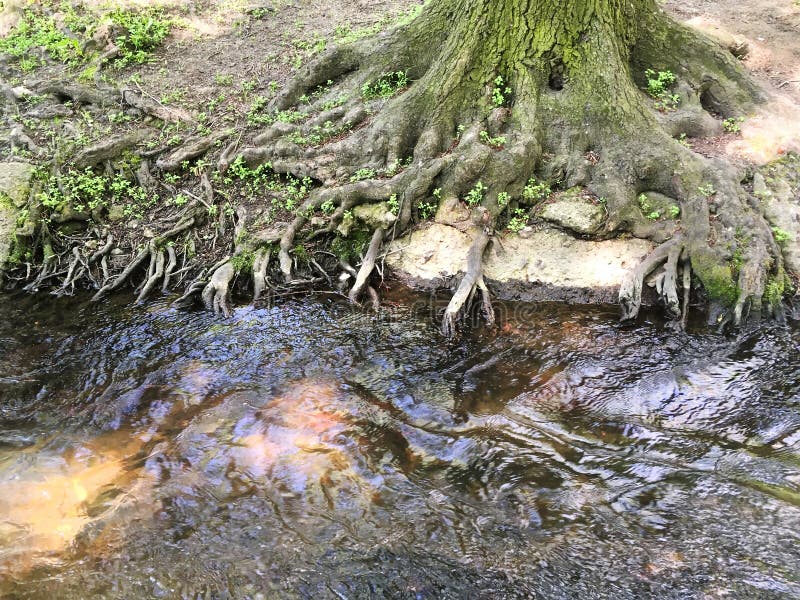 Big Tree Strong Roots Growing Near River in Forest Stock Photo - Image ...