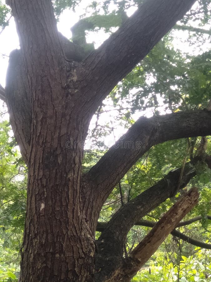 Strong Trunk, Big Tree in the Forest Stock Photo - Image of elements ...