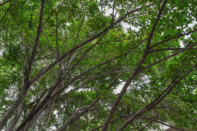 Branch stub stock photo. Image of vegetation, ecosystem - 179023852