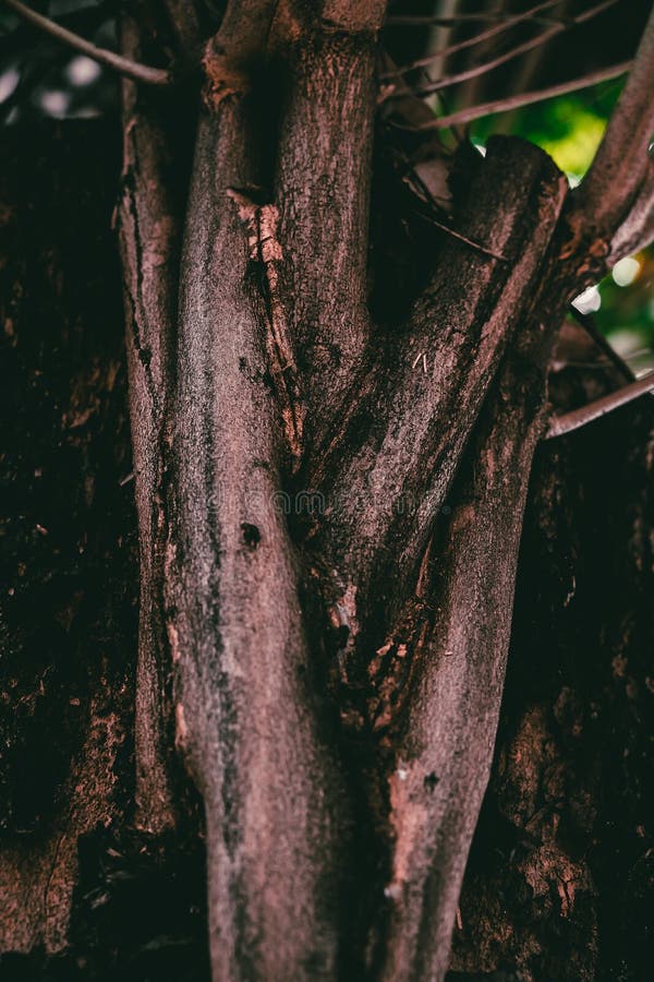 Branch stub stock photo. Image of vegetation, ecosystem - 179023852
