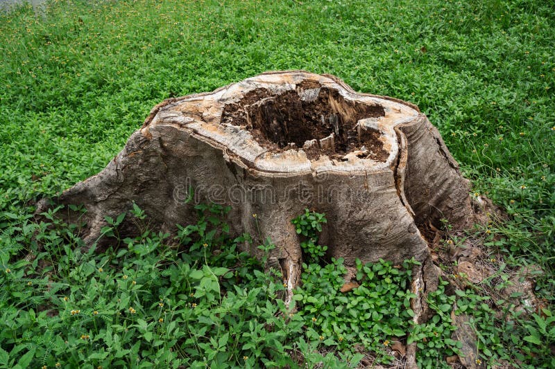 Big Tree Stump on Green Grass Stock Photo - Image of base, burl: 336597702