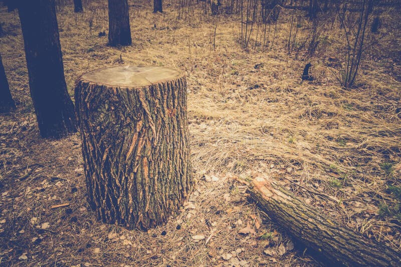 Big Tree Stump Retro stock photo. Image of wilderness - 94544458