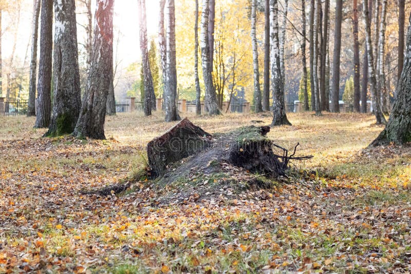Big Tree Stump with Roots in the Park Stock Image - Image of ...