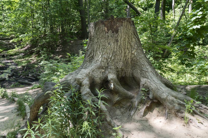 Big Tree Stump with Roots, Side View Stock Image - Image of leaf, wood ...