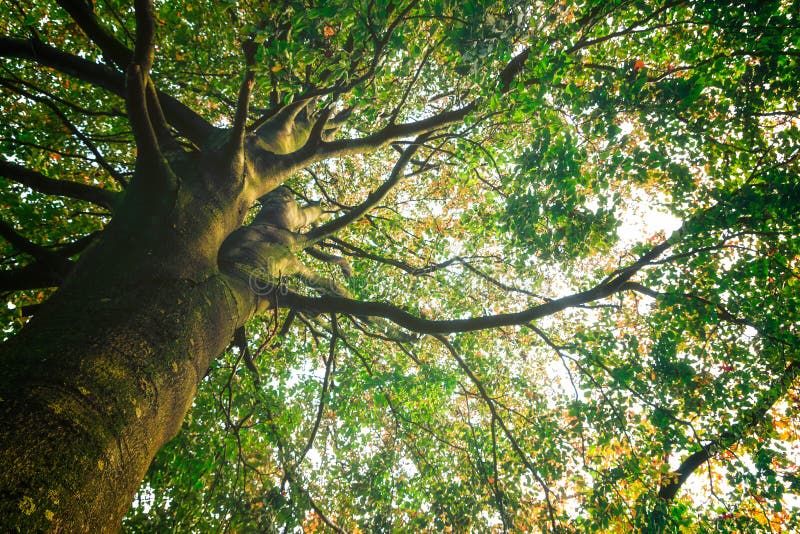 445 Blocking Leaves Stock Photos - Free & Royalty-Free Stock Photos ...