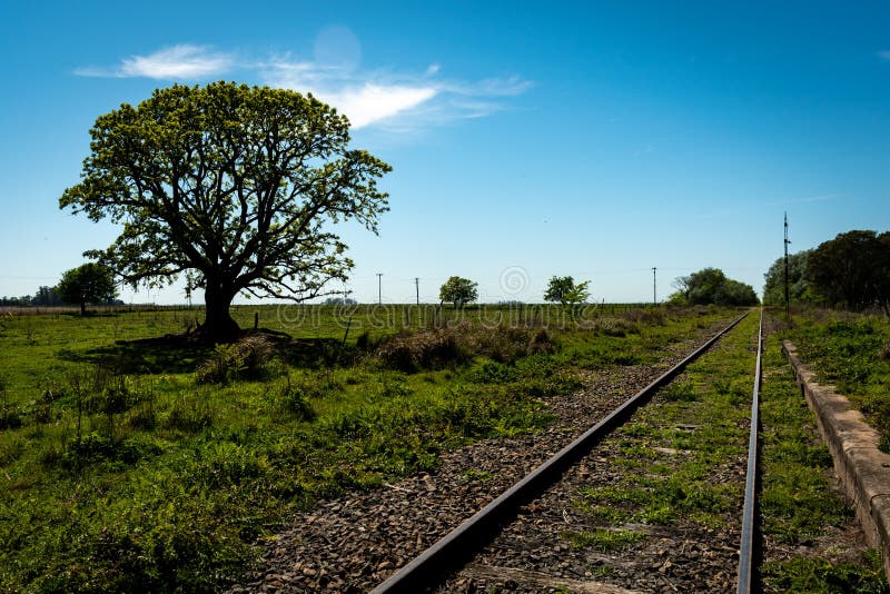 Big Tree in the Sun Next To Abandoned Train Tracks. Stock Image - Image ...