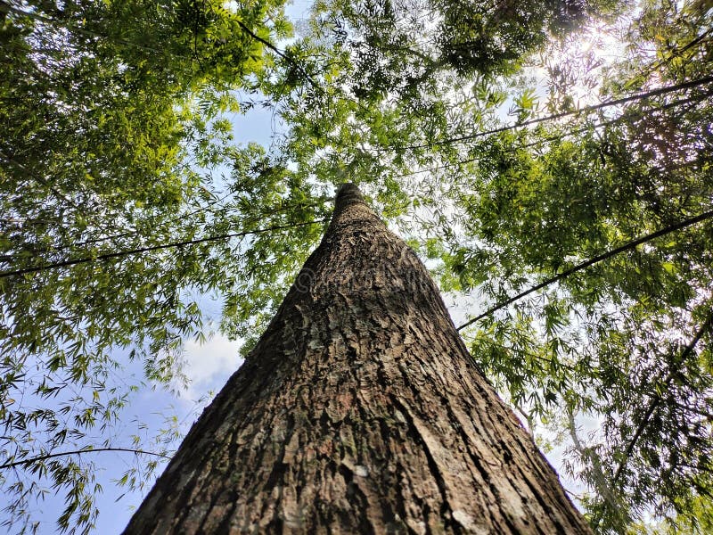 Big Tree Surrounded by Bamboo Trees Stock Image - Image of scenery ...