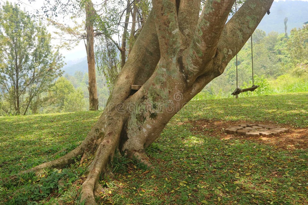 Big Tree with Swing on Green Field Stock Photo - Image of tree, swing ...