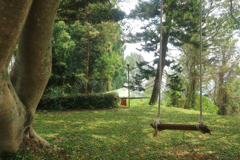 Big Tree with Swing on Green Field Stock Image - Image of tree, green ...