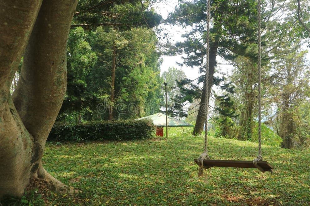 Big Tree with Swing on Green Field Stock Image - Image of tree, green ...