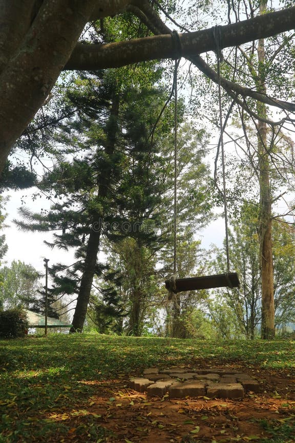 Big Tree with Swing on Green Field Stock Photo - Image of swing, field ...