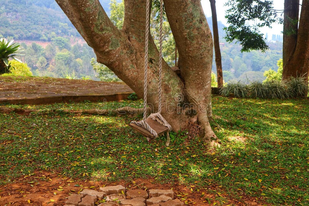 Big Tree with Swing on Green Field Stock Image - Image of green, tree ...
