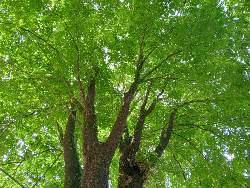 Big Tree, Big and Tall Tree with Lots of Leaves, Tree with Very Dense ...