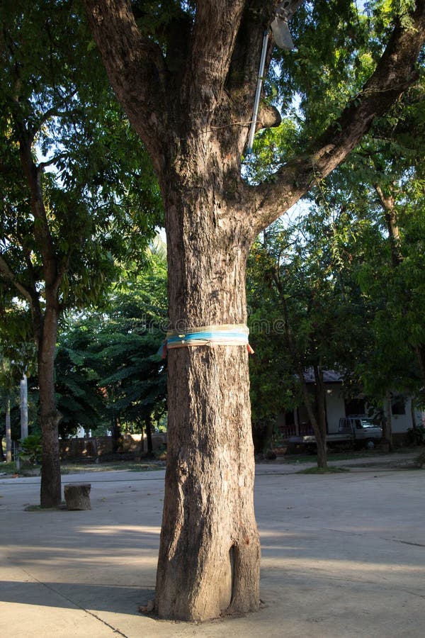 Tree in temple stock photo. Image of temple, trunk, laos - 129003578