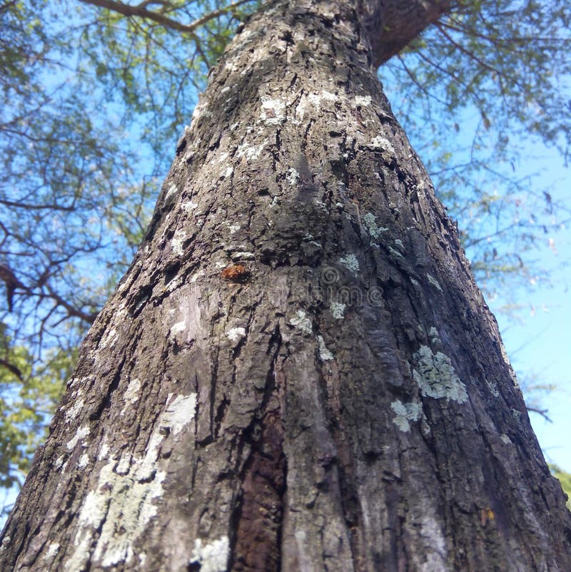 Big Tree Texture Looks Old and Strong Stock Image - Image of structure ...