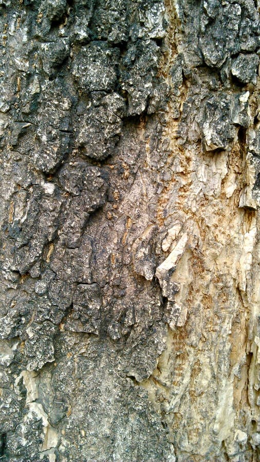 Big tree textures stock image. Image of natural, environment - 43054401