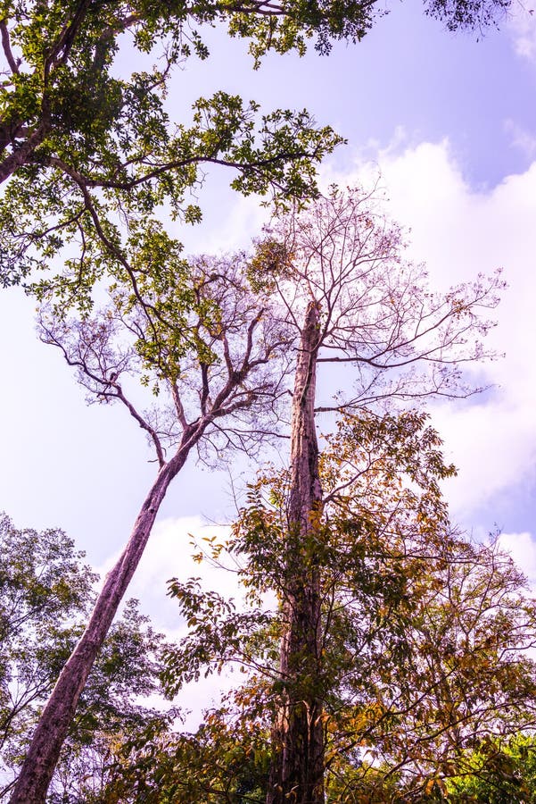 Big tree Thai forest stock photo. Image of tropical - 190208792