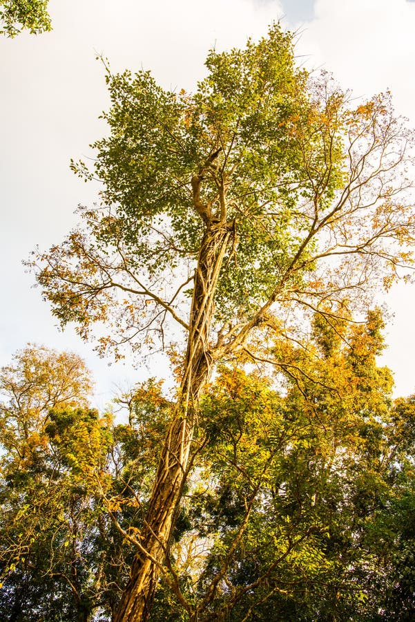 Big tree Thai forest stock image. Image of wild, tall - 247680789