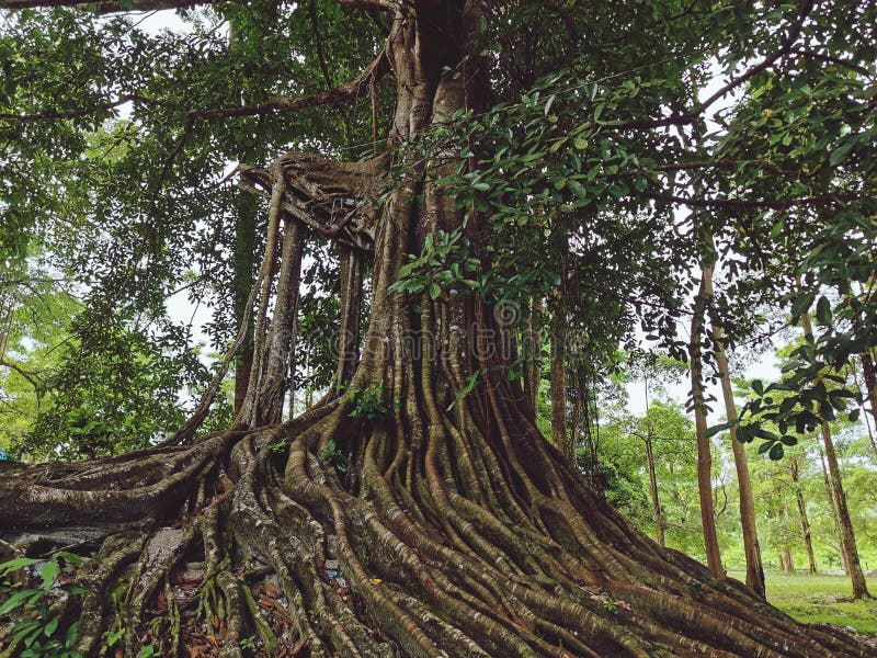 A big tree with many roots stock image. Image of deciduous - 237628501