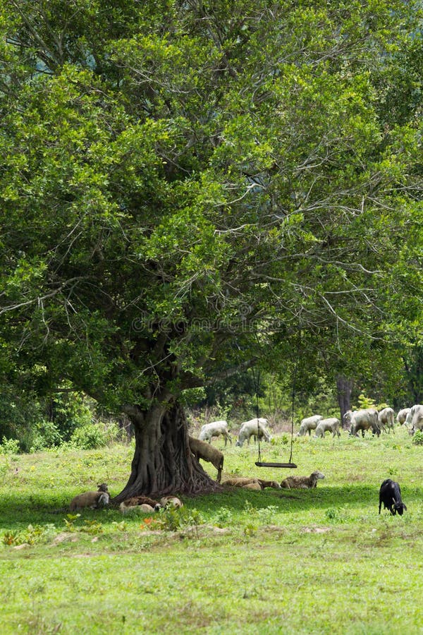 Big Tree stock image. Image of field, farm, emotional - 32898693