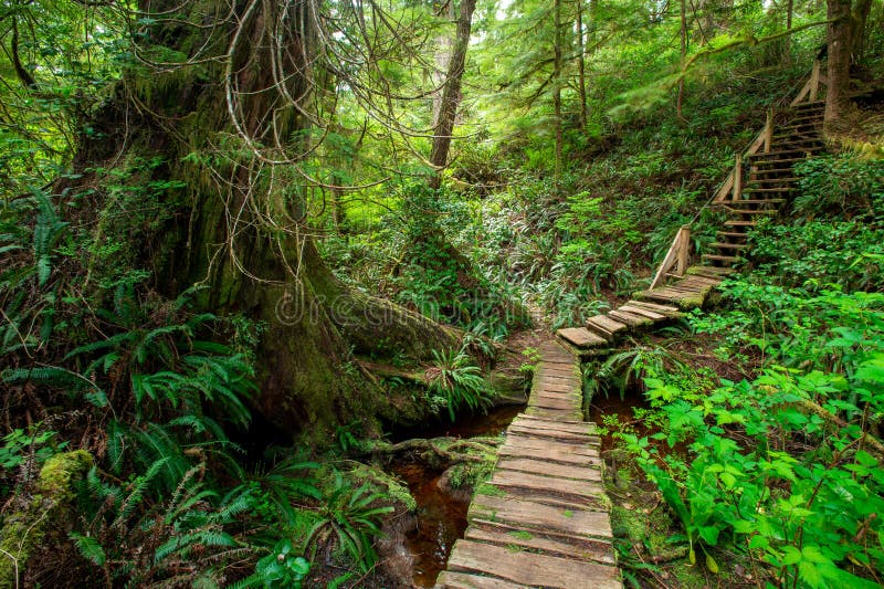 Big Tree Trail, Meares Island, Tofino, BC Canada Stock Image - Image of ... Big Tree Trail, Meares Island, Tofino, BC Canada Stock Image - Image of ...