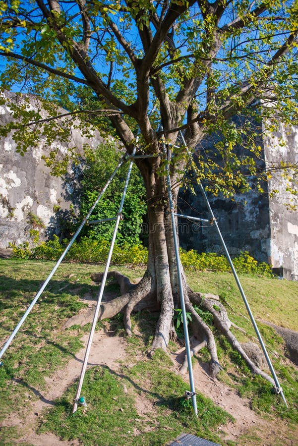 Big Tree with Tree Prop for Support Stock Photo - Image of natural ...