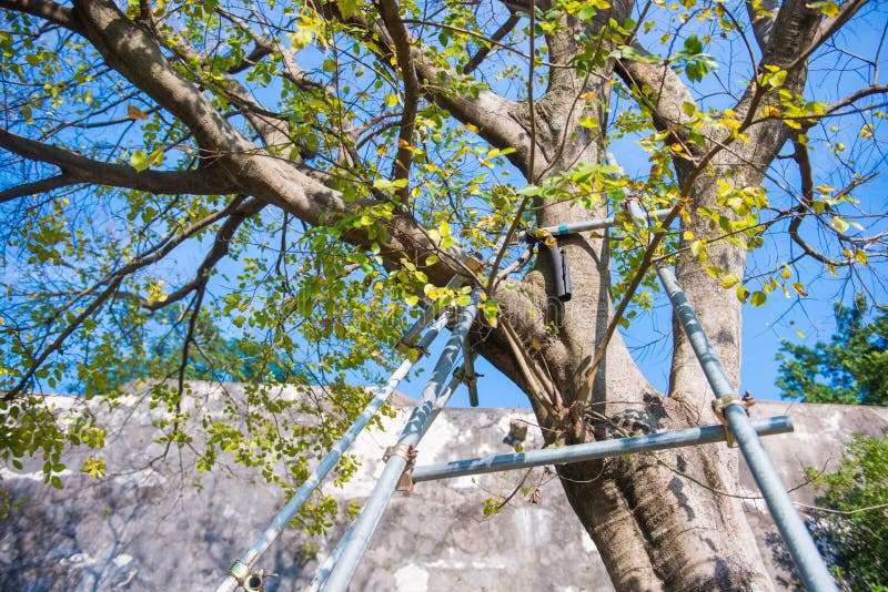 Big Tree with Tree Prop for Support Stock Image - Image of natural ...