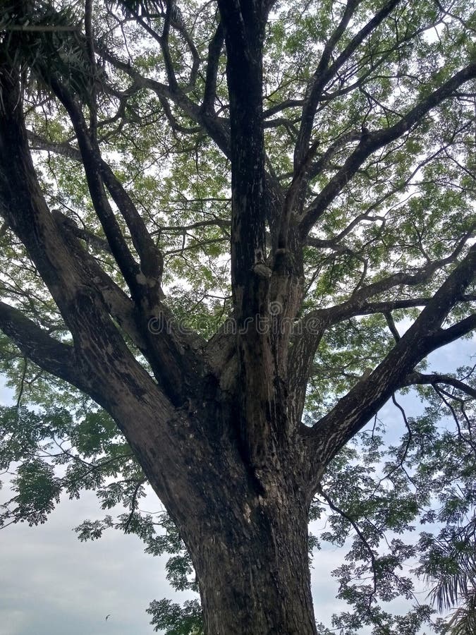 Big Tree of Trembesi stock image. Image of green, trembesi - 273190033