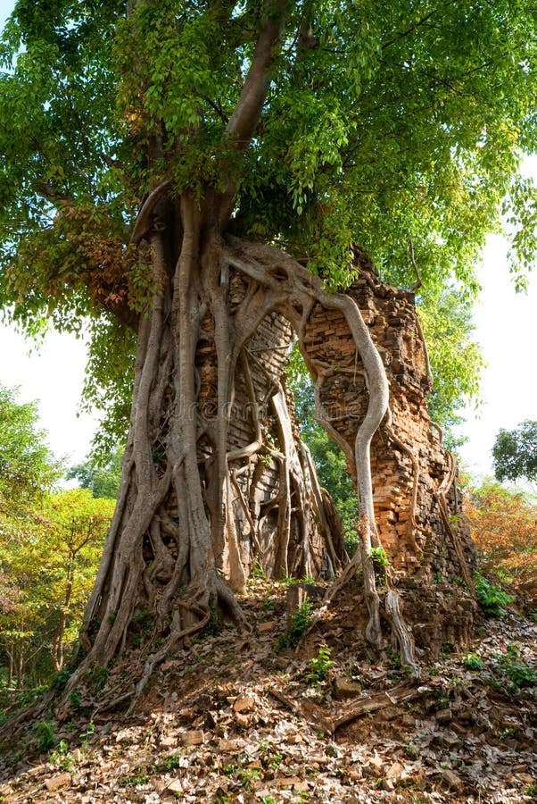 Big Tree in a Tropical Forest, Cambodia. Stock Image - Image of mist ...