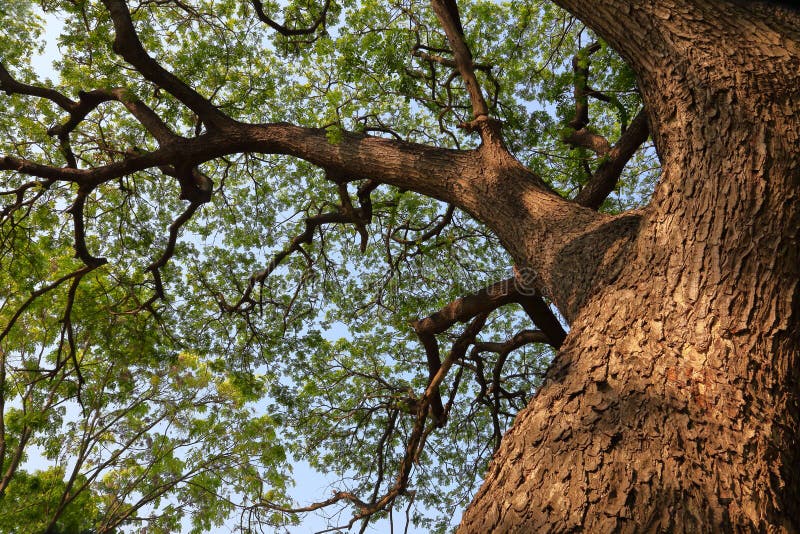 Big Tree in the Tropical Rain Forest with Large Canopy Looking Up from ...
