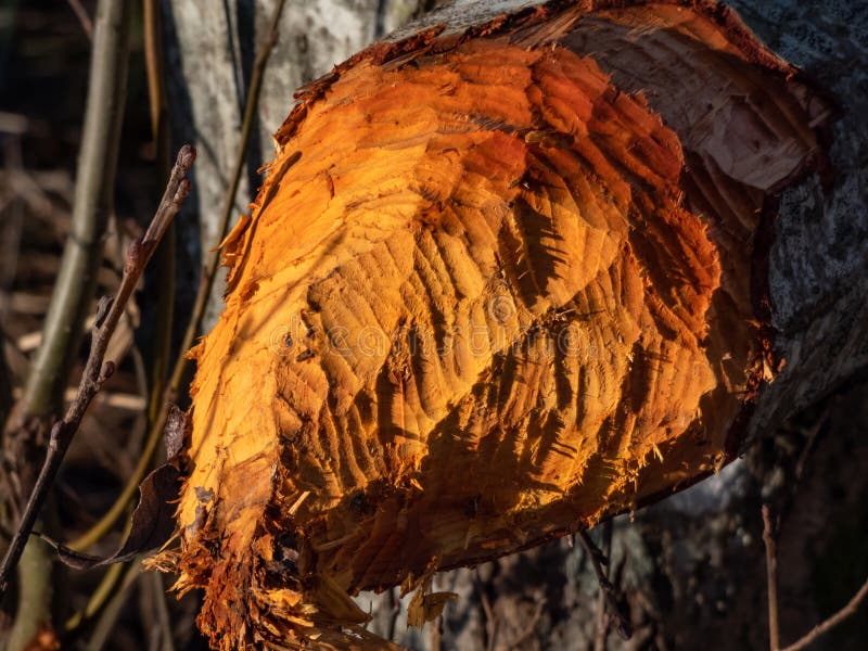 Big Tree Trunk with Beaver Damage and Signs on Wood Trunk from Teeth ...