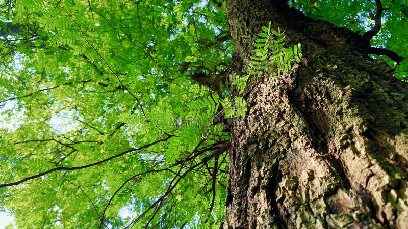 Big tree trunk stock image. Image of branch, jungle - 277271331